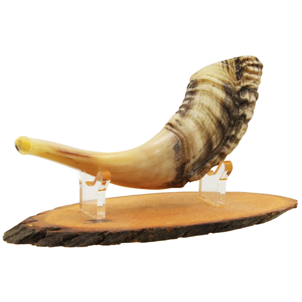 Biblical Ram's Shofar - Authentic Sound & Craftsmanship - 10"-12"