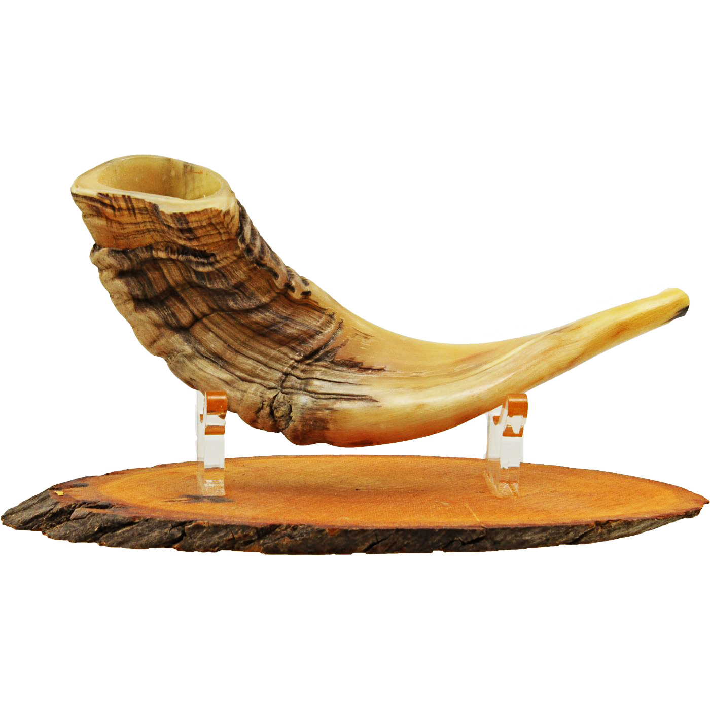 Ram's Horn Semi-Polished Shofar - Made in Israel - 10"