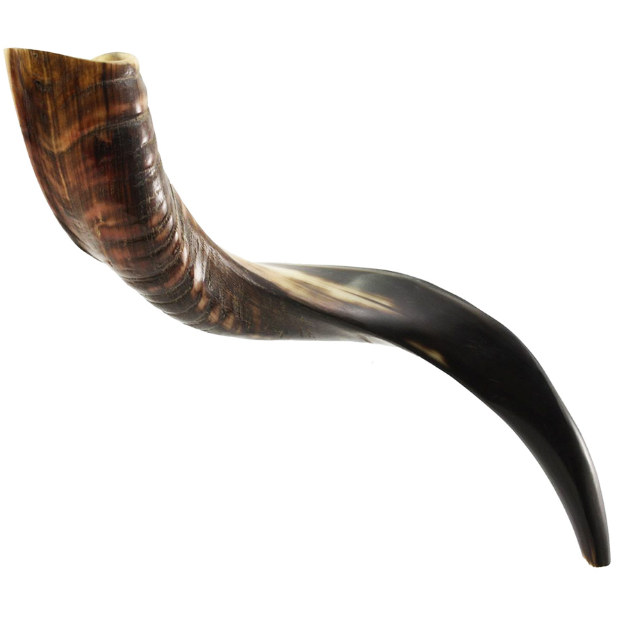 Shofar from Israel for Sale - Ram's Horn to Yemenite Kudu Shofars