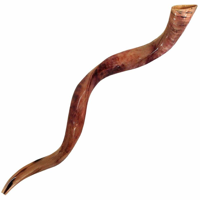 Large Kosher Yemenite Shofar – Full Polish Sound - Sizes: 36"-44"