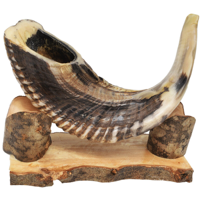 Biblical Ram's Shofar - Authentic Sound & Craftsmanship - 10"-12"